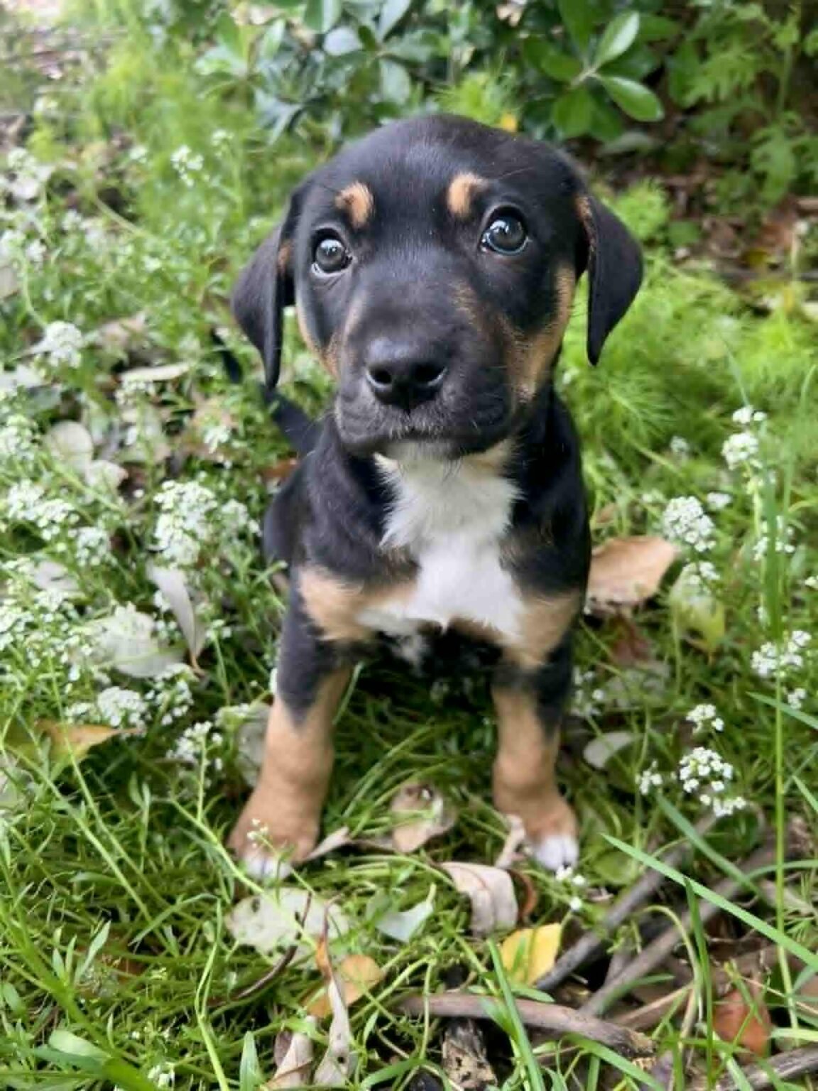 Meet Our Dogs - Saving Hope Foundation