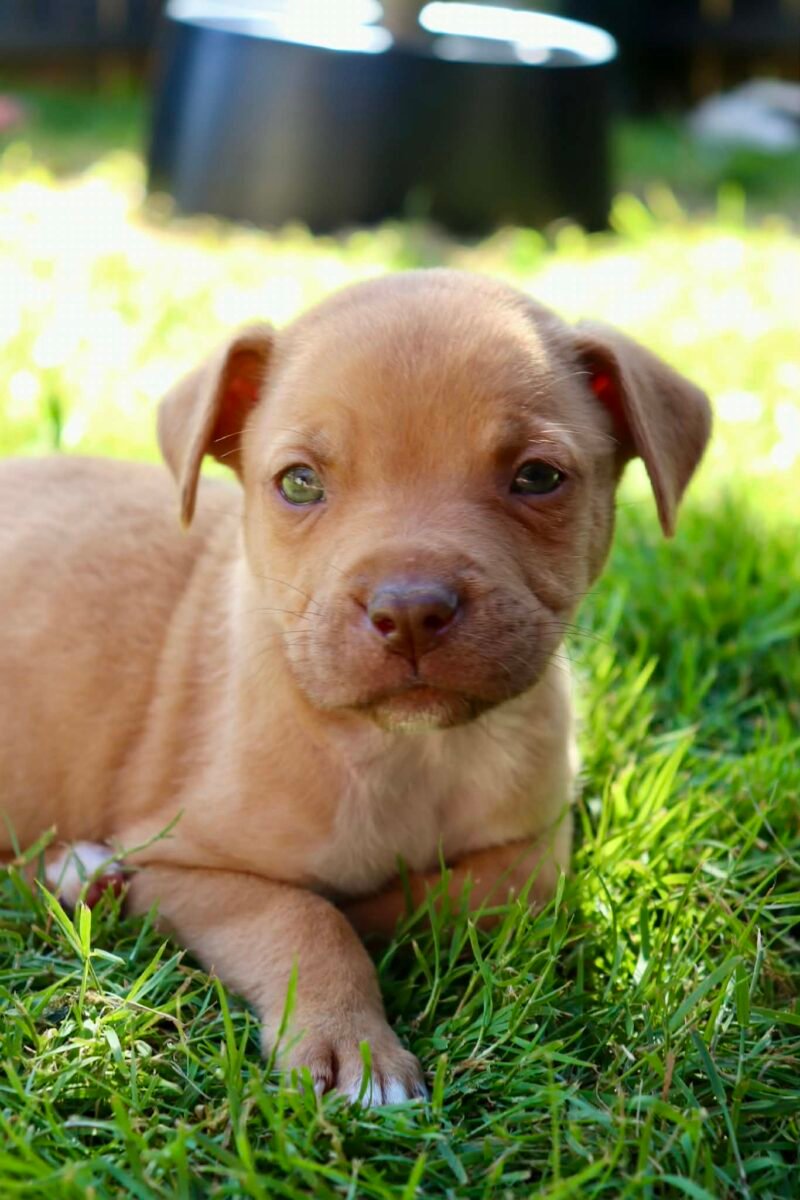 Saving Hope Foundation - Auckland Dog Adoption