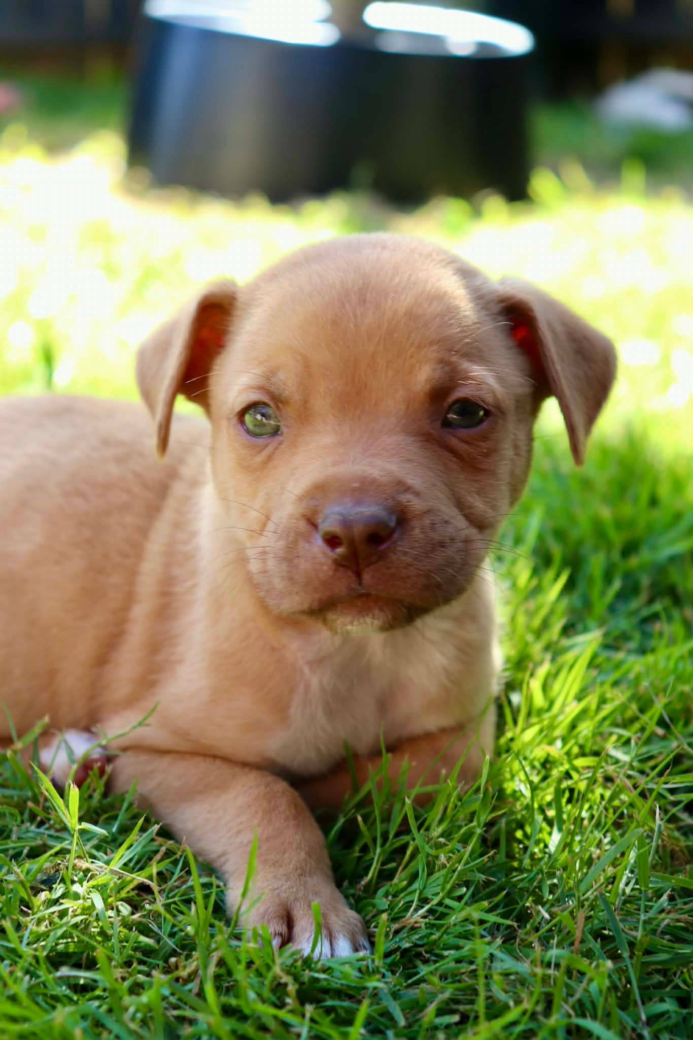 Saving Hope Foundation - Auckland Dog Adoption