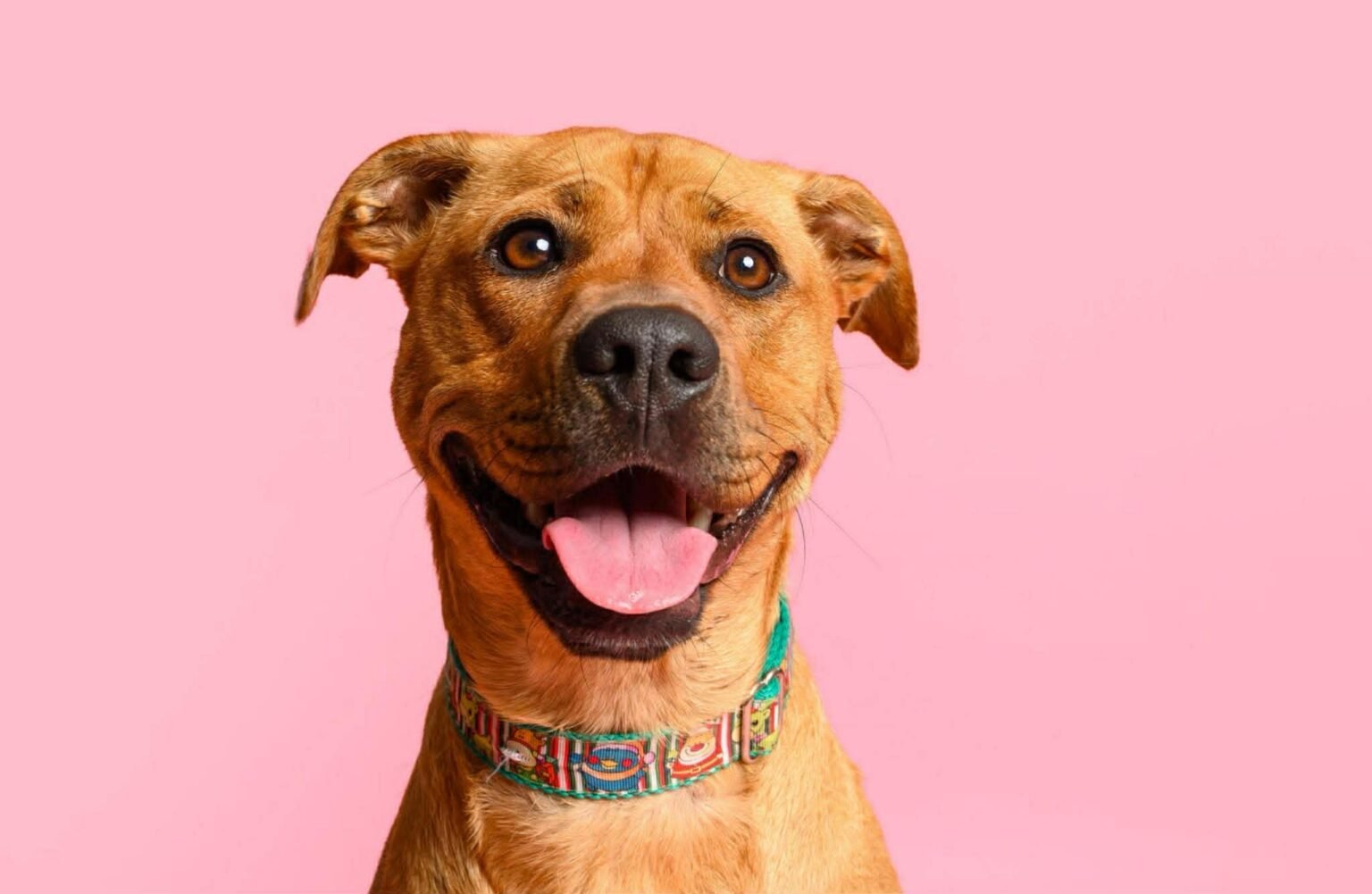 Saving Hope Foundation - Auckland Dog Adoption