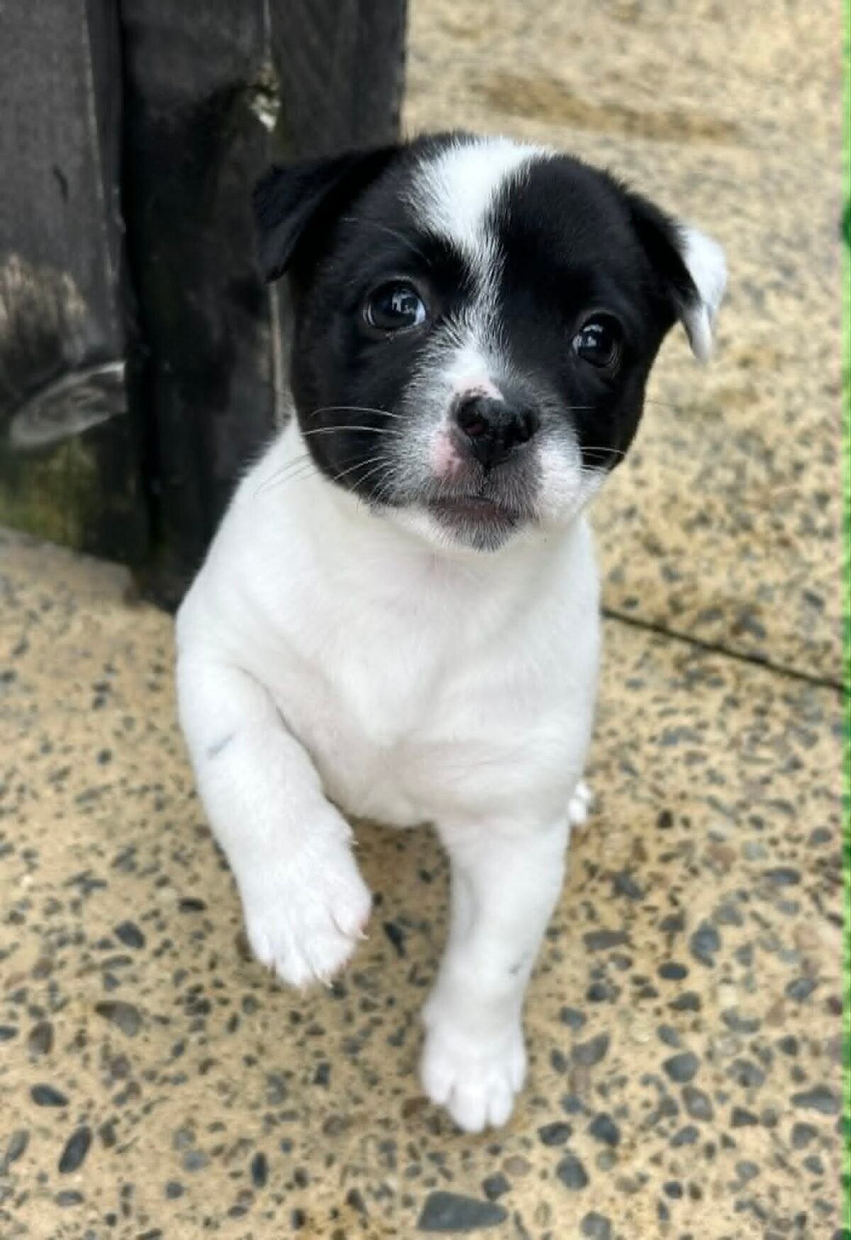Saving Hope Foundation - Auckland Dog Adoption