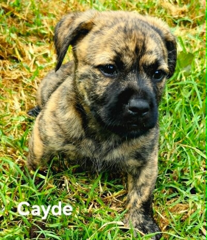 Saving Hope Foundation - Auckland Dog Adoption
