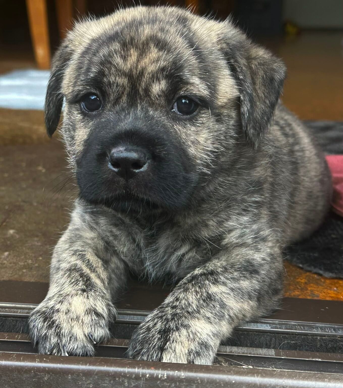 Saving Hope Foundation - Auckland Dog Adoption