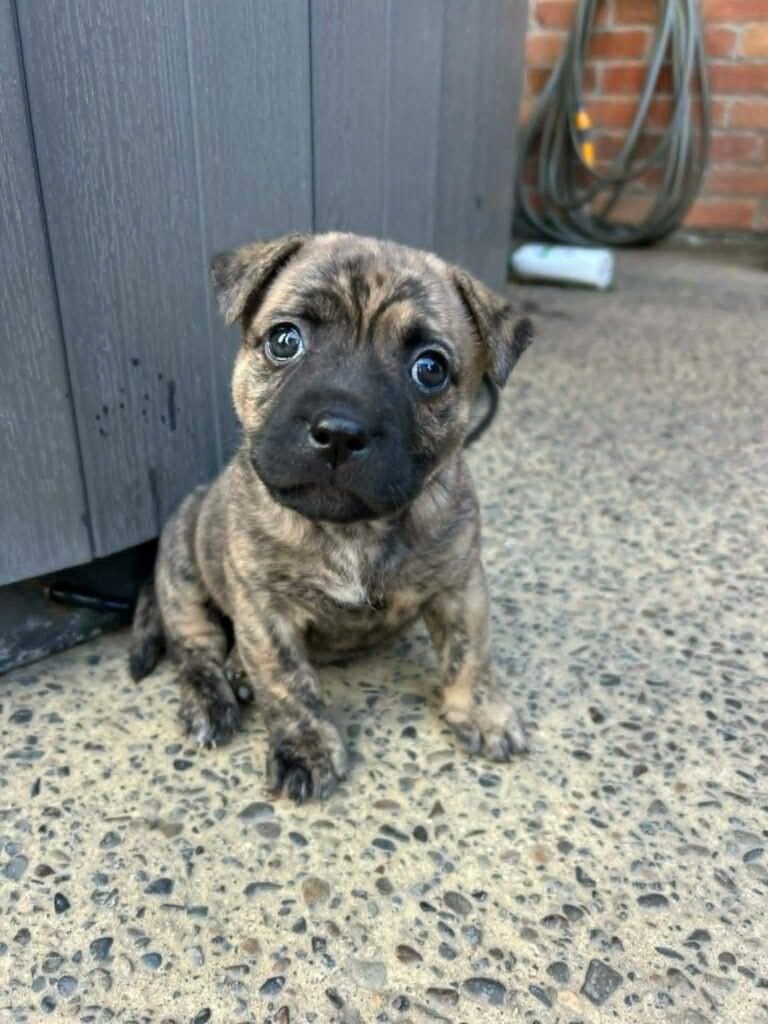 Saving Hope Foundation - Auckland Dog Adoption