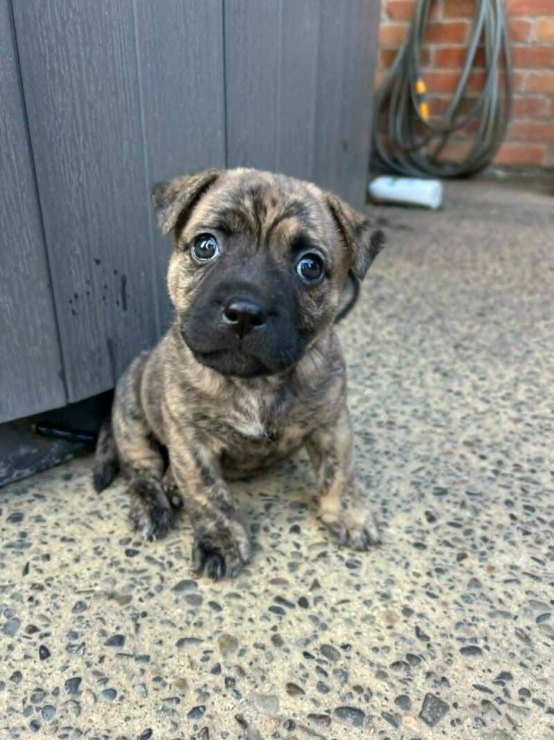 Saving Hope Foundation - Auckland Dog Adoption