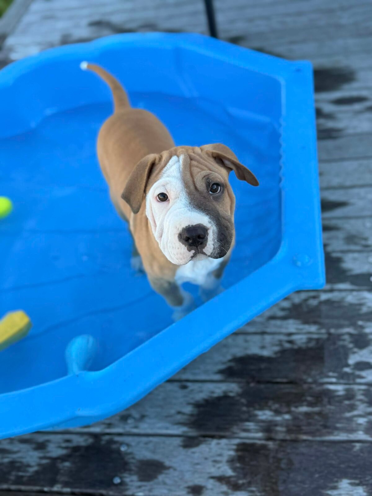 Saving Hope Foundation - Auckland Dog Adoption