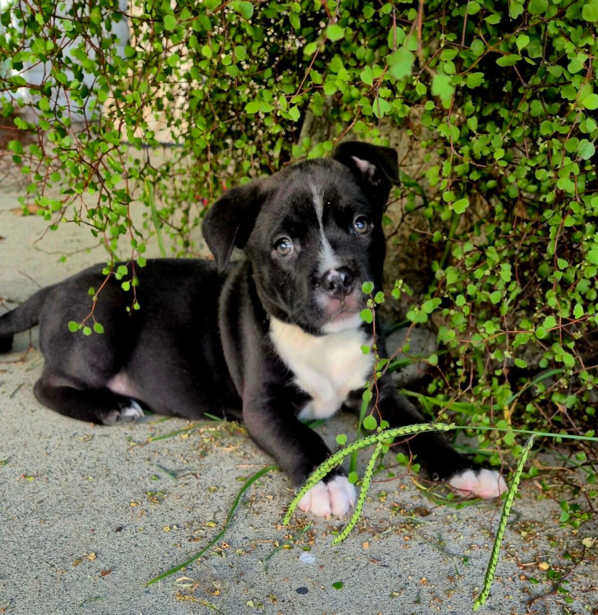 Saving Hope Foundation - Auckland Dog Adoption
