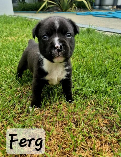 Saving Hope Foundation - Auckland Dog Adoption