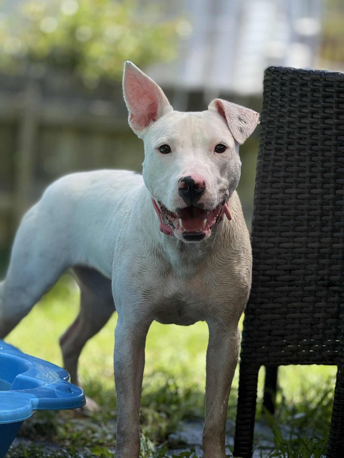 Saving Hope Foundation - Auckland Dog Adoption