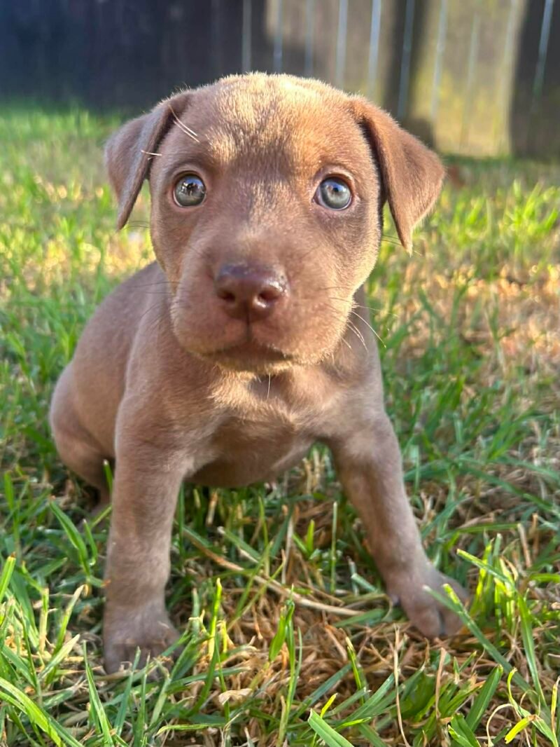 Saving Hope Foundation - Auckland Dog Adoption