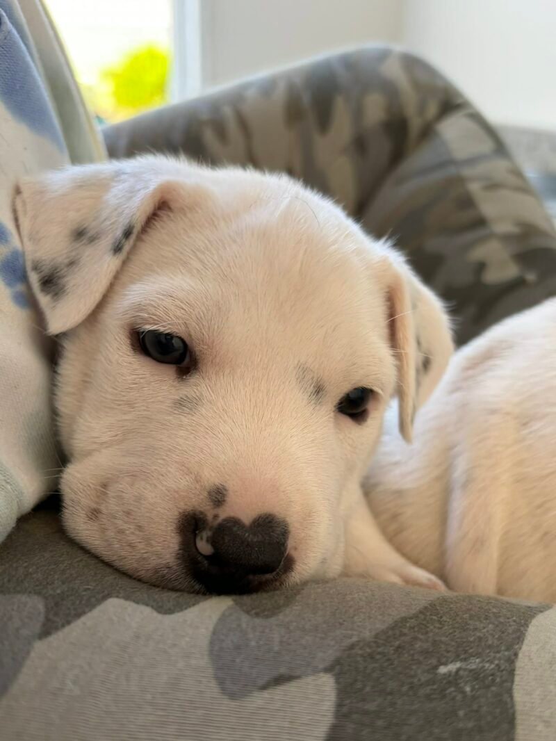 Saving Hope Foundation - Auckland Dog Adoption