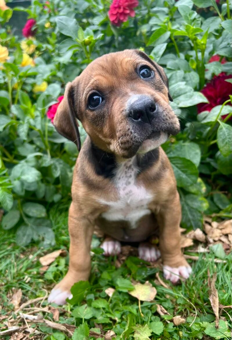 Saving Hope Foundation - Auckland Dog Adoption