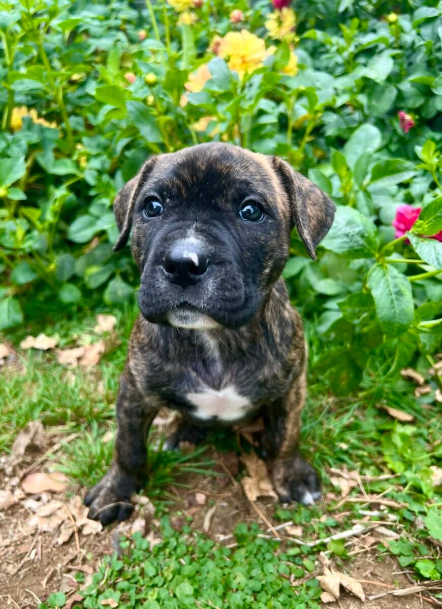 Saving Hope Foundation - Auckland Dog Adoption