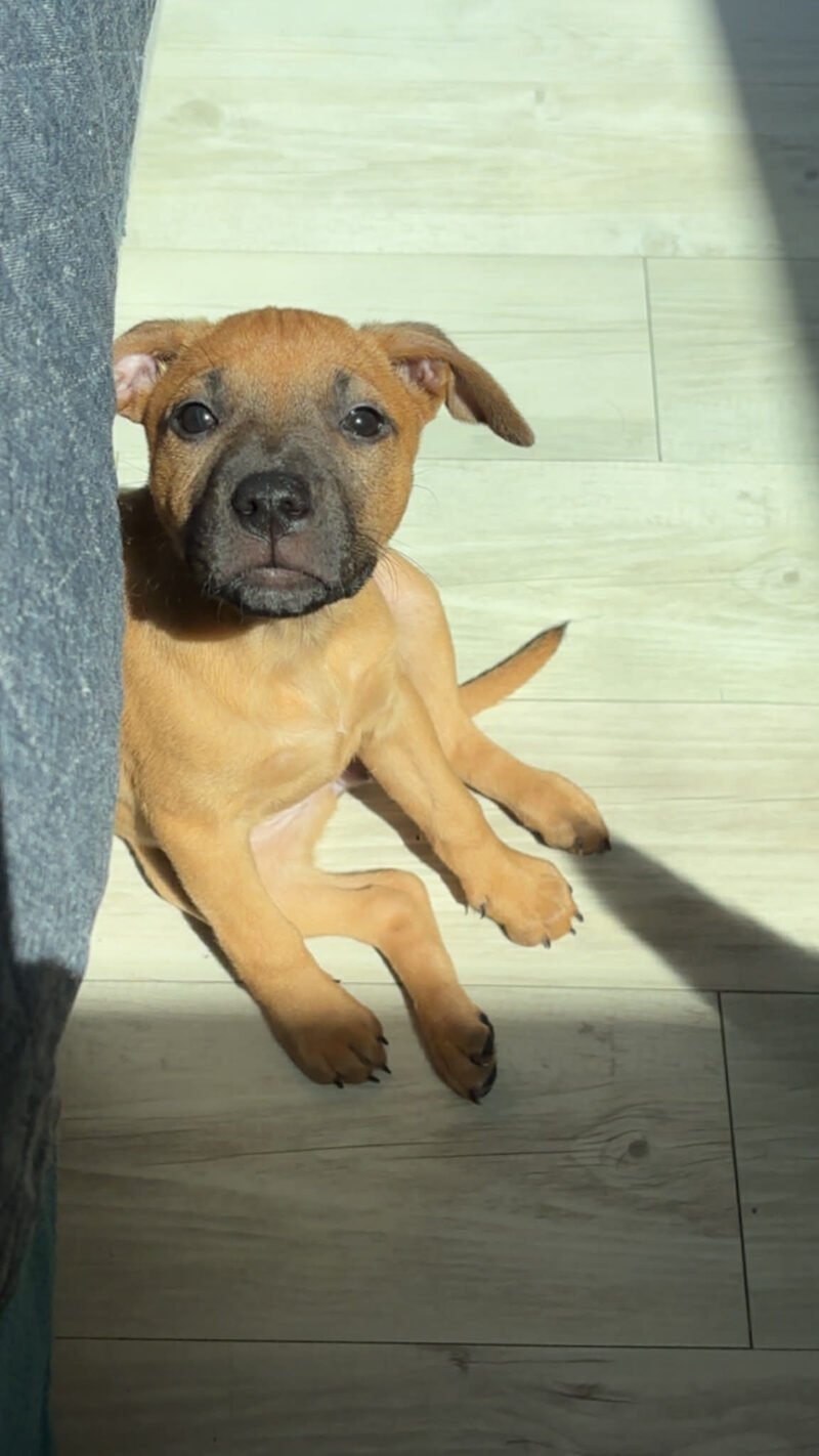 Saving Hope Foundation - Auckland Dog Adoption