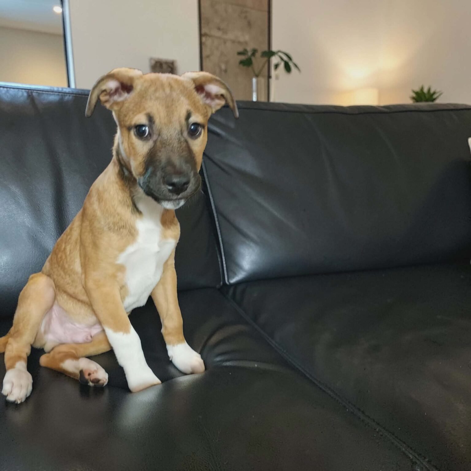Saving Hope Foundation - Auckland Dog Adoption